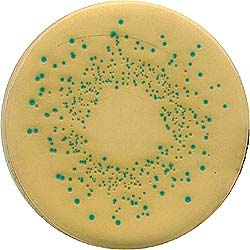Chromocult TBX Agar - Mikrobiyoloji
